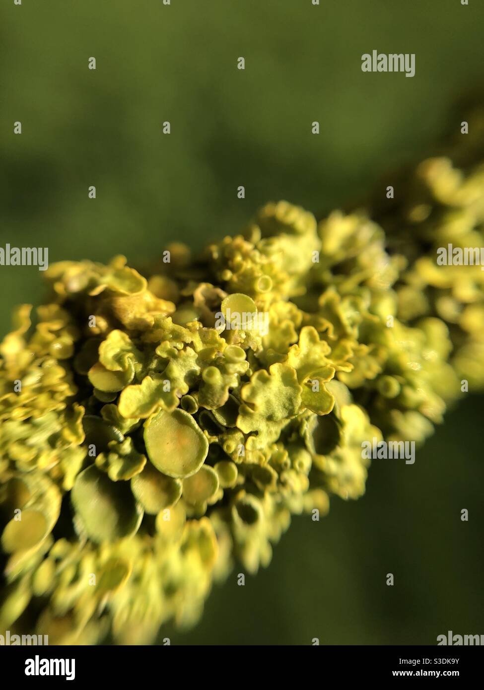 Moss stick hi-res stock photography and images - Alamy