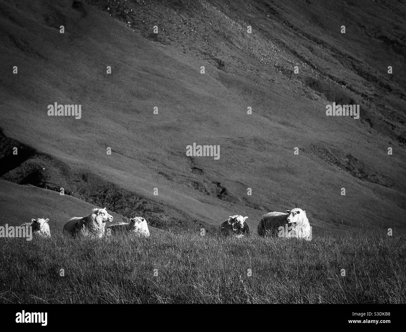 Sheep in a Field Stock Photo - Alamy