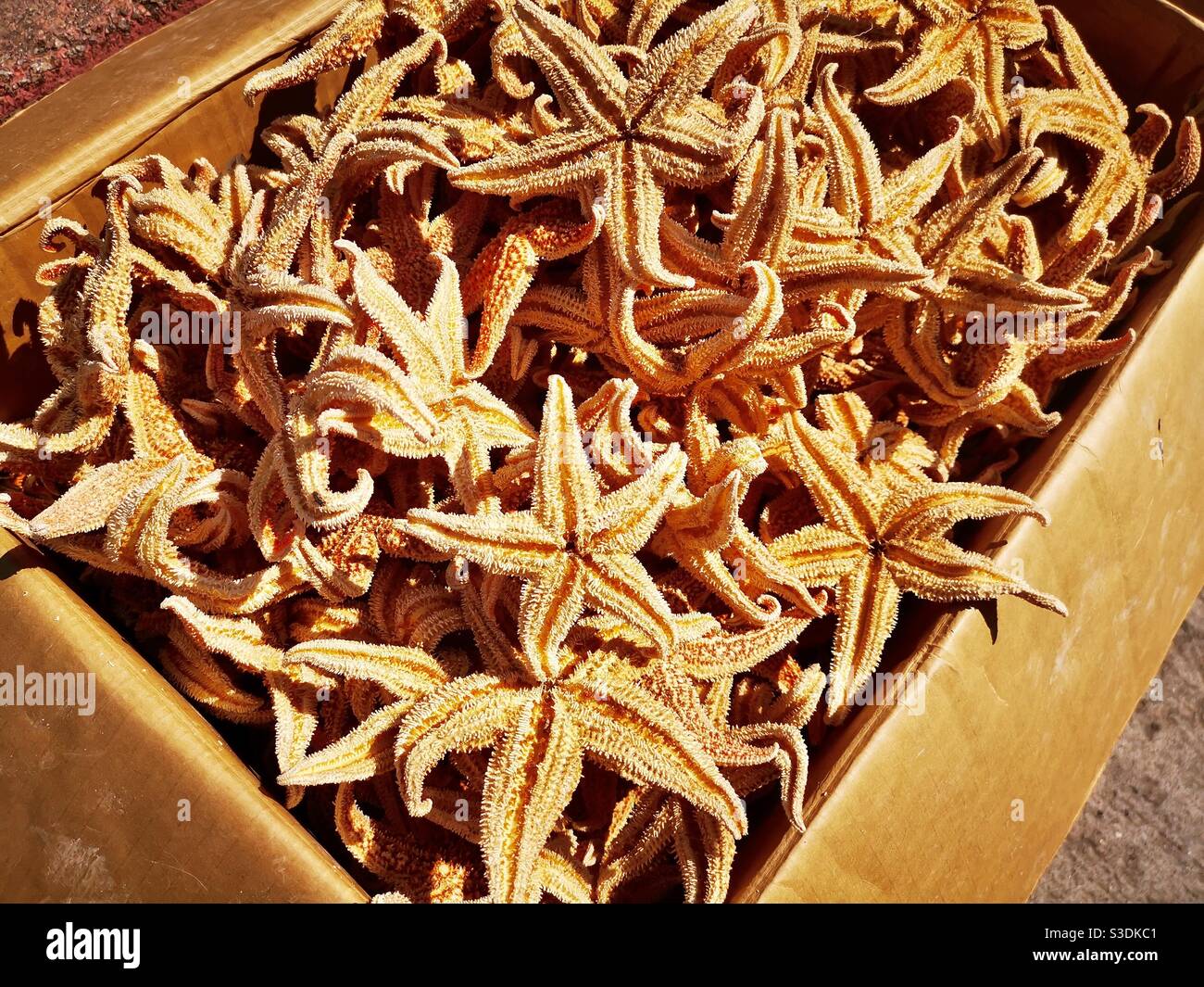 dried Starfish on sale at the market in Yung Shue Wan in Lamma island ...