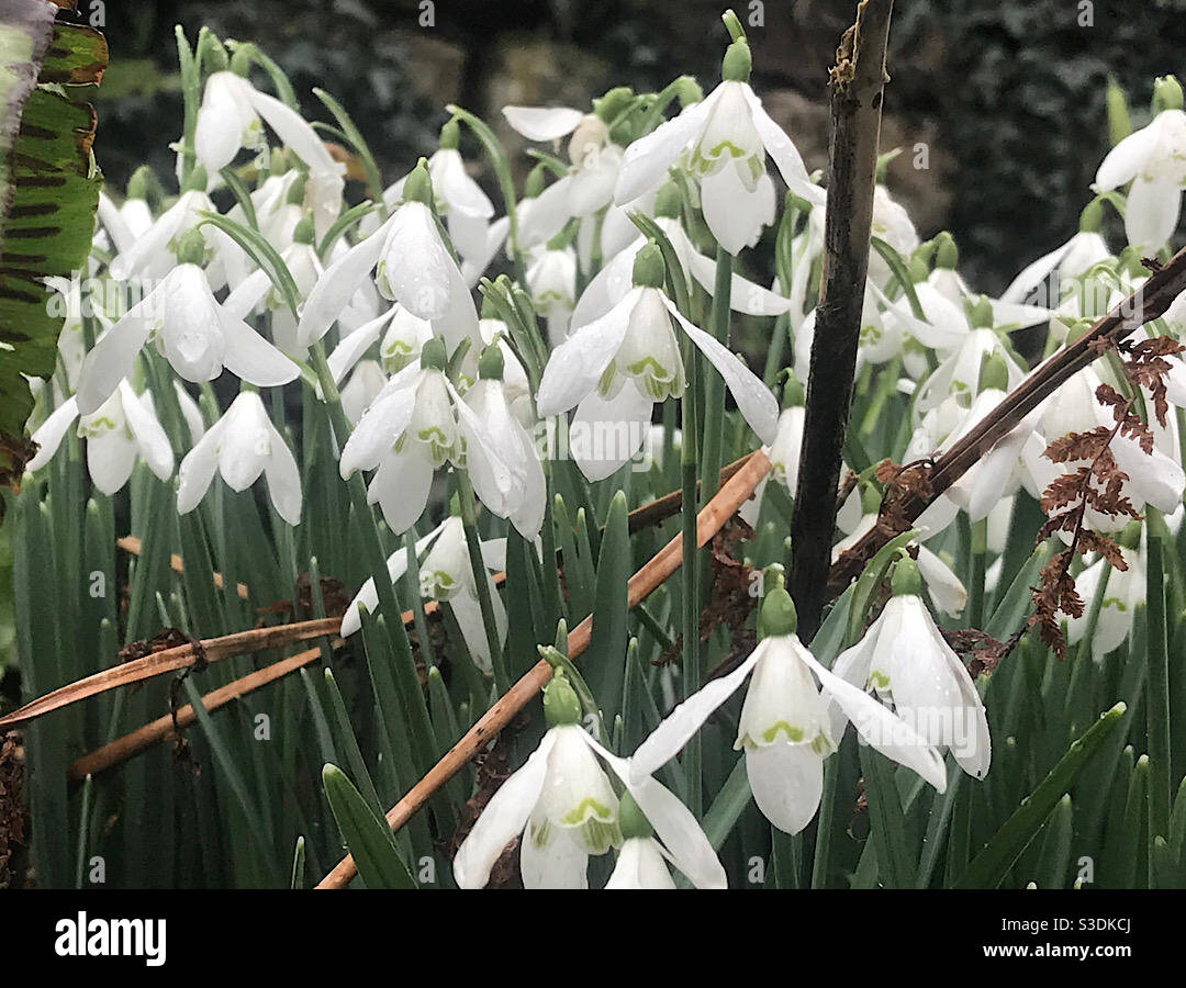 Gower woods hi-res stock photography and images - Alamy