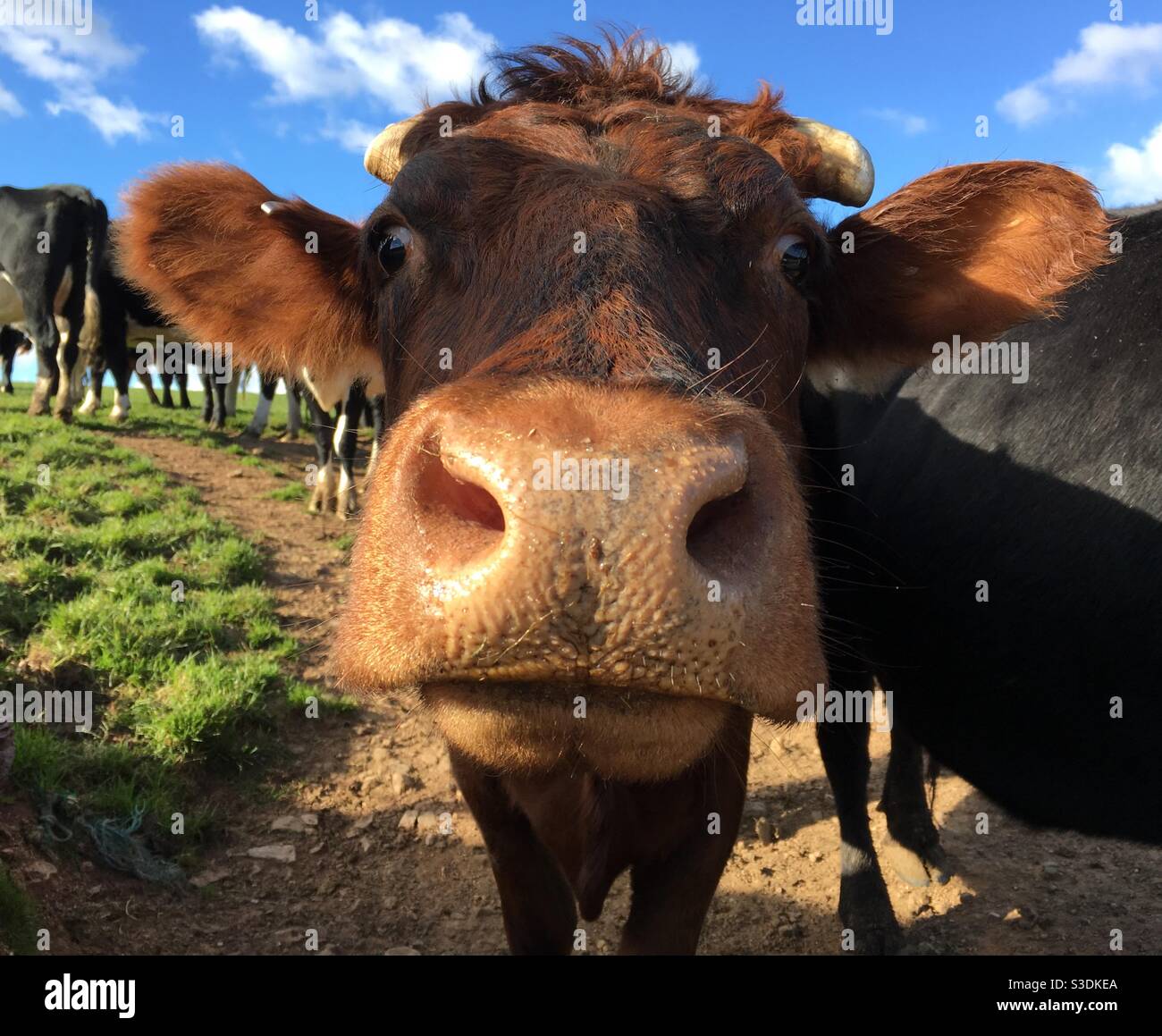 Nosey Cow High Resolution Stock Photography and Images - Alamy