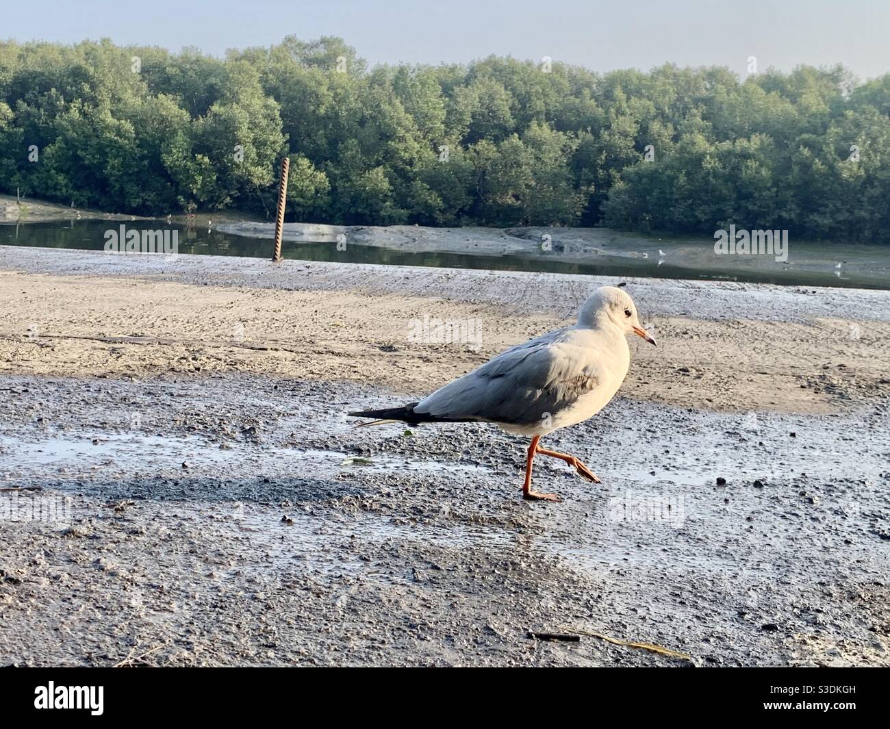 Sea roaming hi-res stock photography and images - Alamy