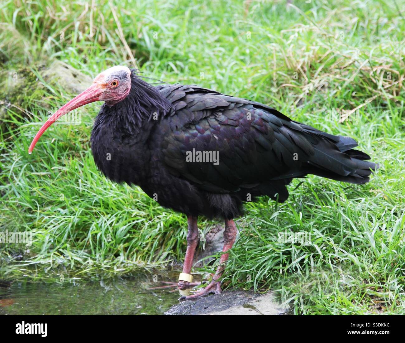 The black ibis hi-res stock photography and images - Alamy