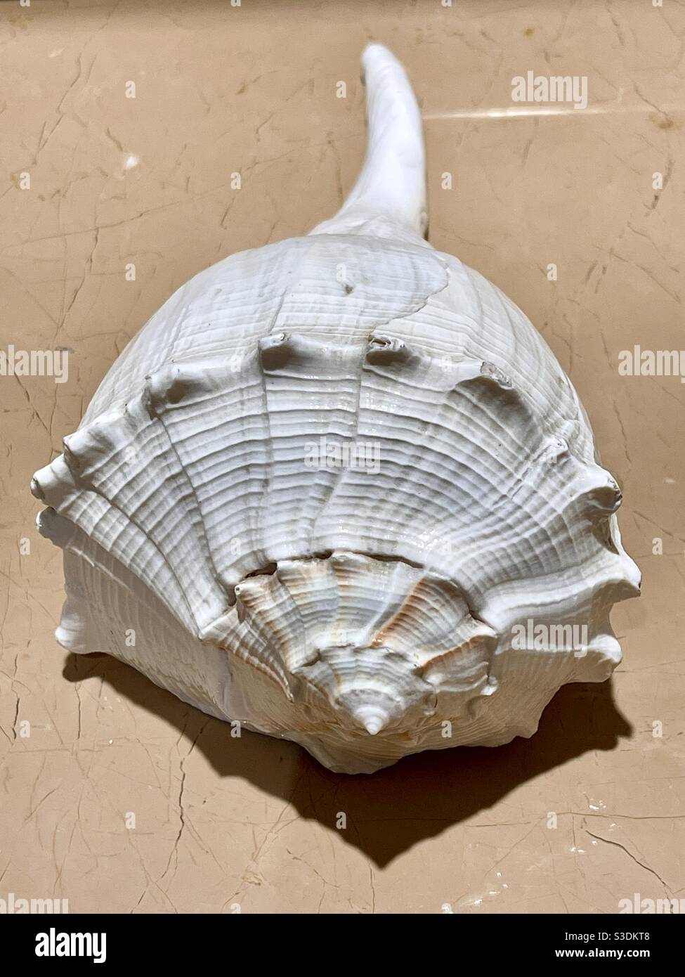 Conch shell india hi-res stock photography and images - Alamy