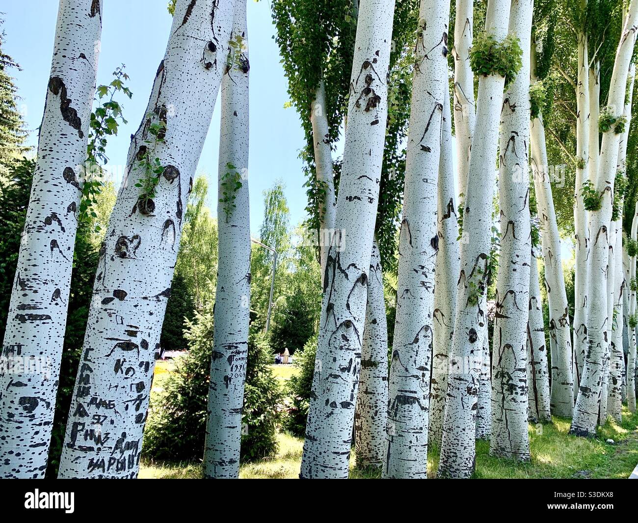 Poplar stems hi-res stock photography and images - Alamy