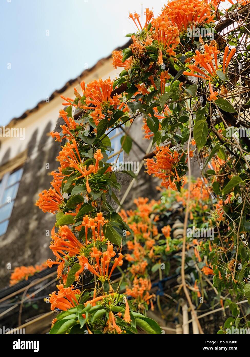 Firecracker vine hi-res stock photography and images - Alamy