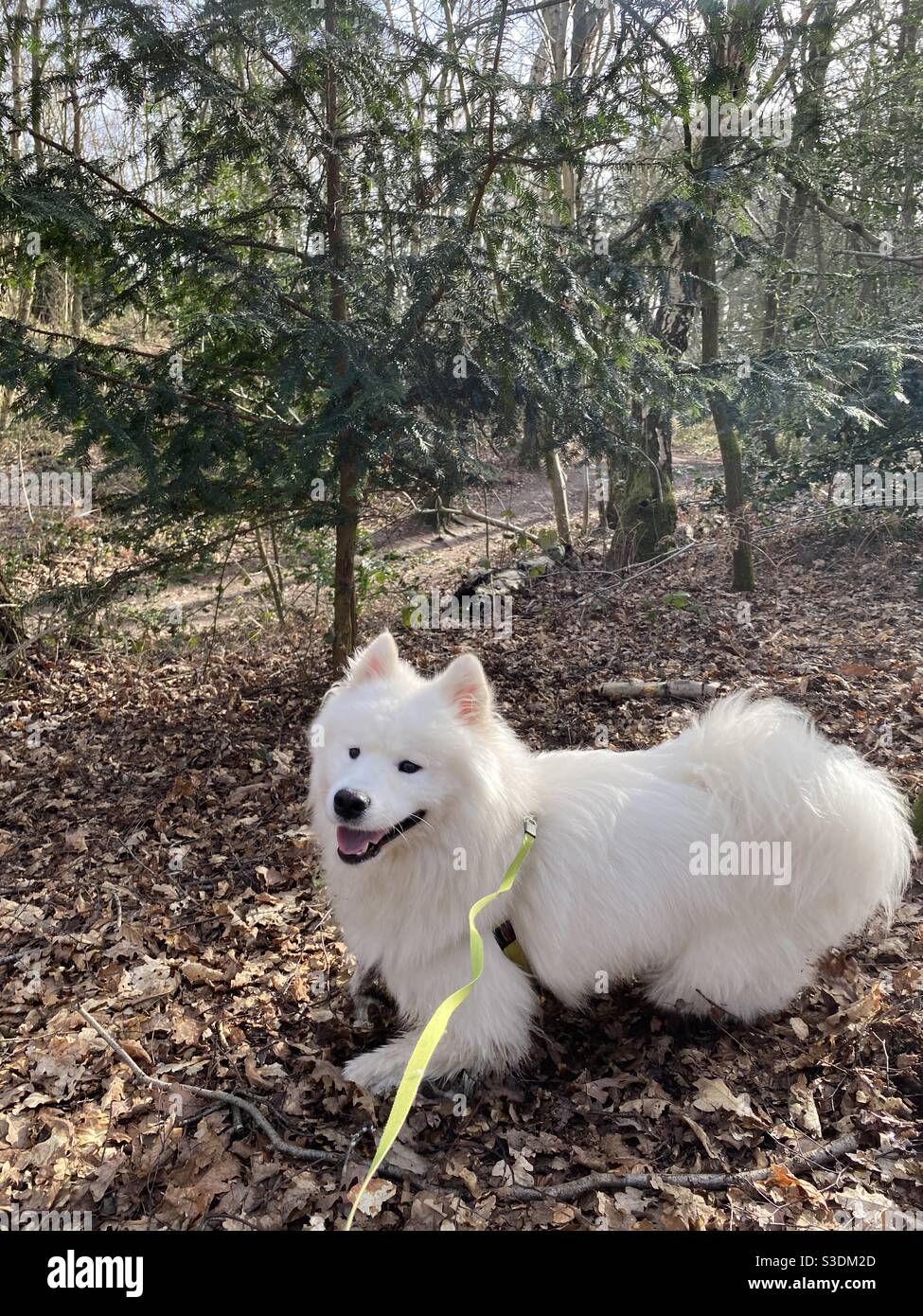Happy Samoyed High Resolution Stock Photography and Images - Alamy