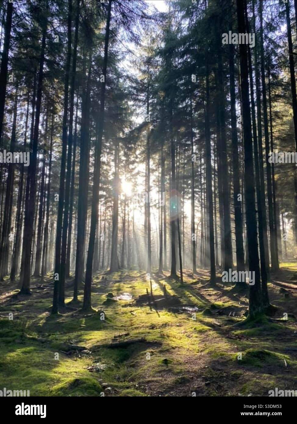 Keldy forest hi-res stock photography and images - Alamy