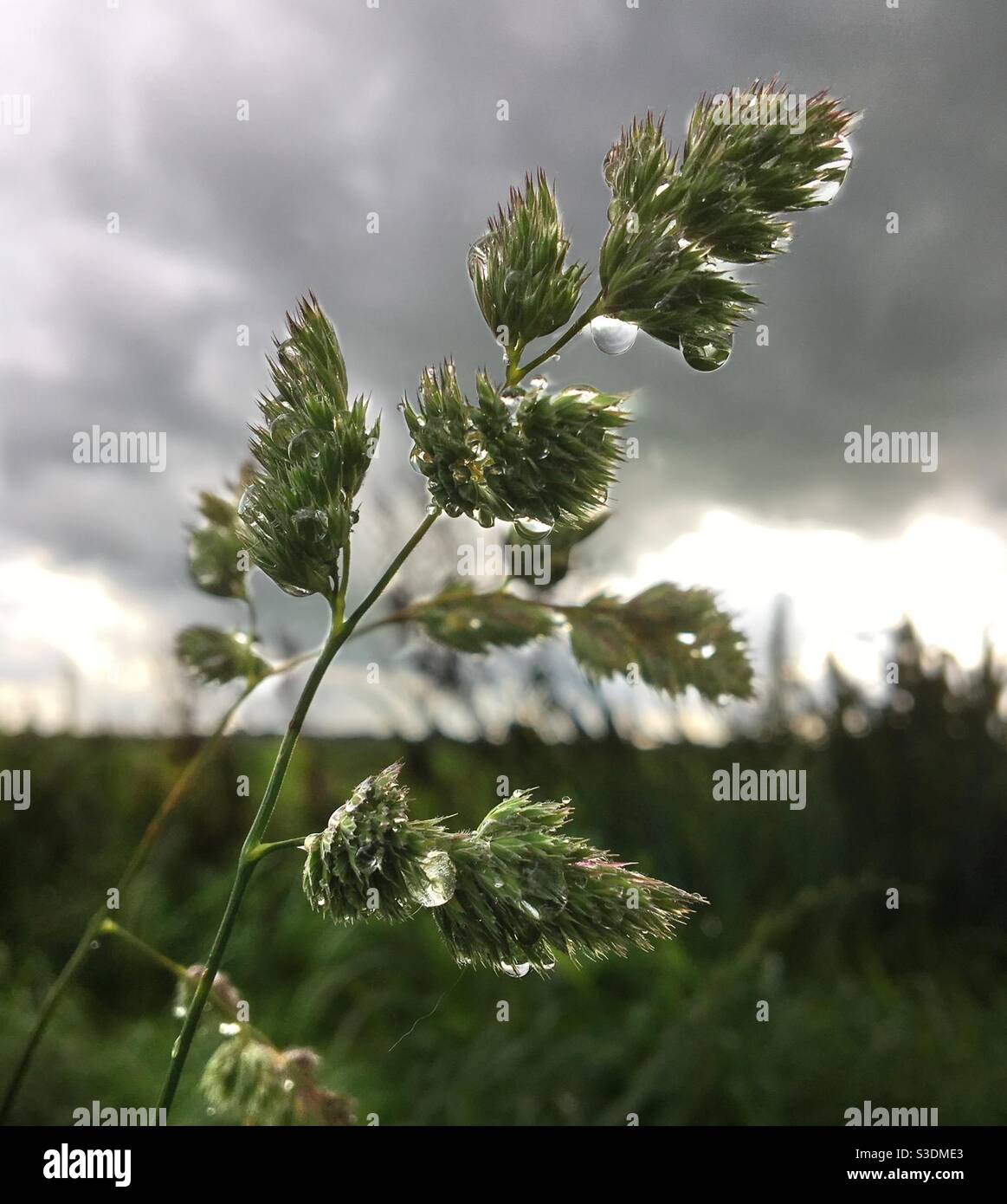 Wet wild weather hi-res stock photography and images - Alamy
