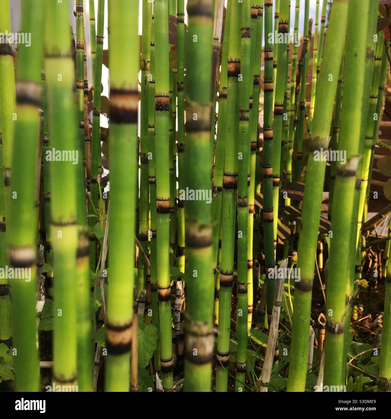 Bamboo grass hi-res stock photography and images - Alamy