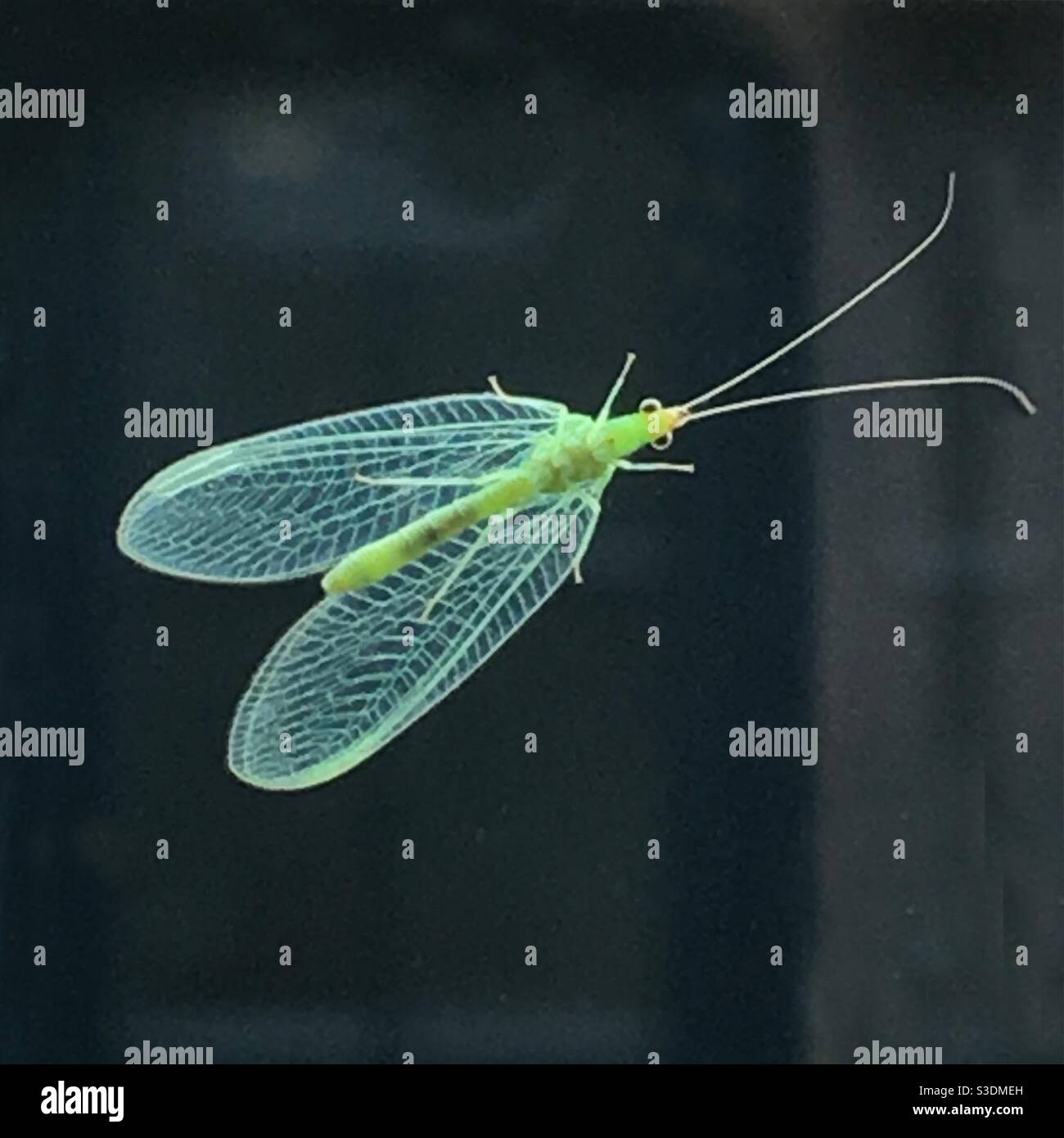 Green fly hi-res stock photography and images - Alamy