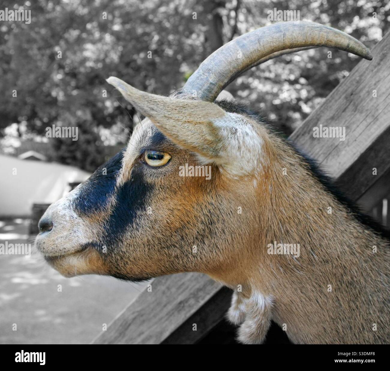 Goat With Big Horns High Resolution Stock Photography and Images - Alamy