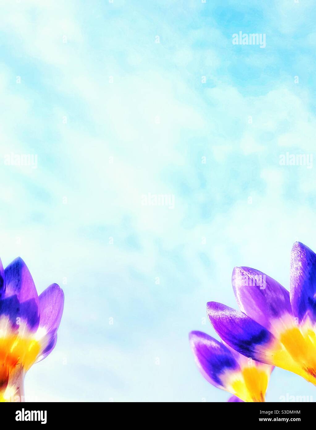 Low level flowers hi-res stock photography and images - Alamy