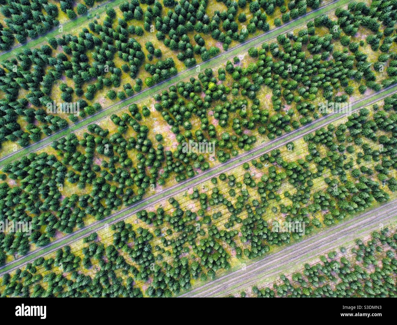 Christmas tree crop Stock Photo - Alamy