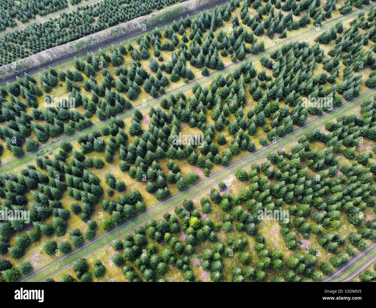 Christmas tree crop Stock Photo - Alamy