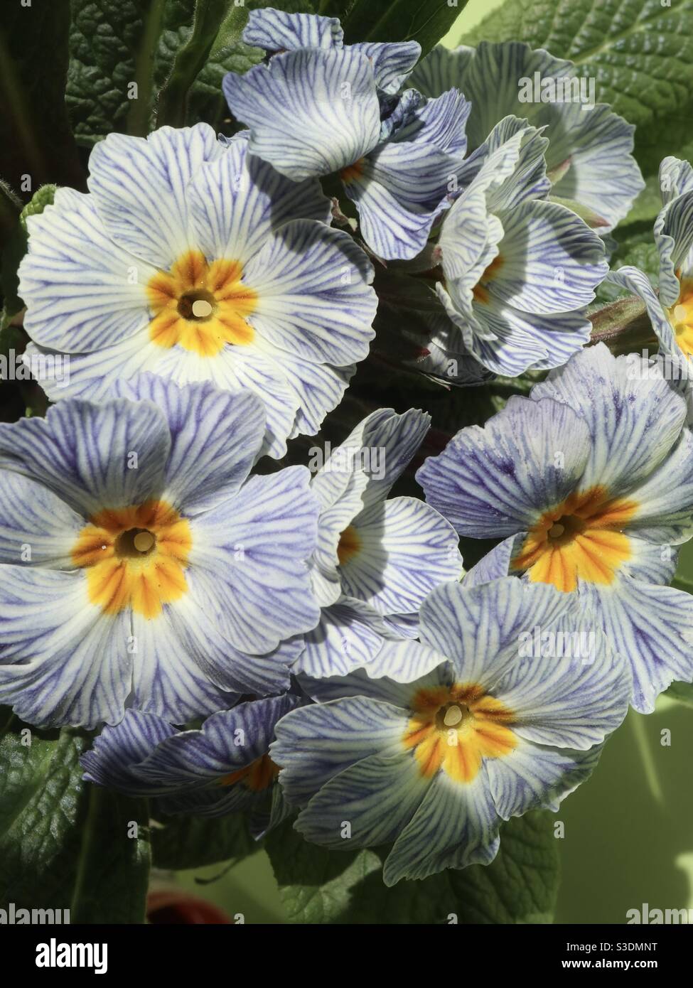 Primrose in bloom Stock Photo - Alamy