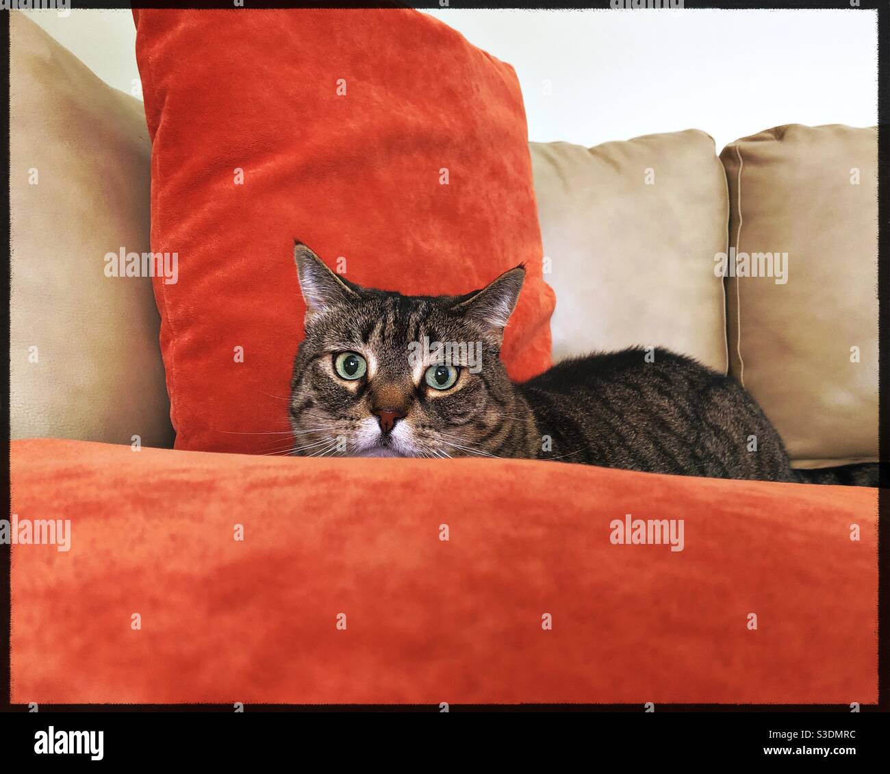 My cat on the couch ready to play Stock Photo - Alamy