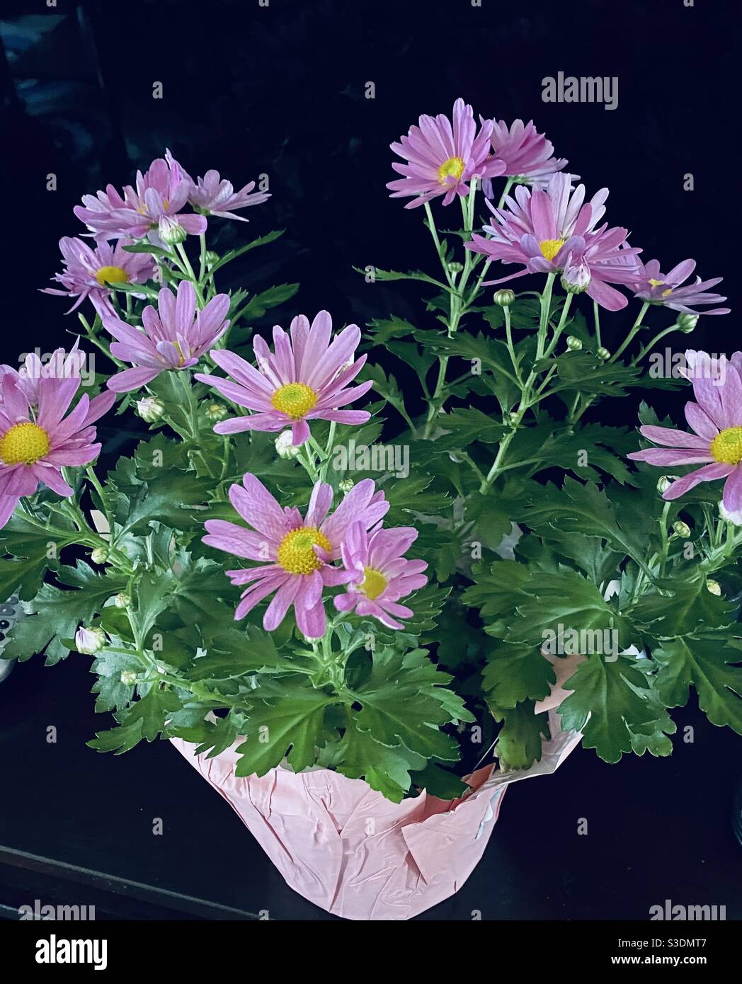 Yellow potted plant hi-res stock photography and images - Alamy