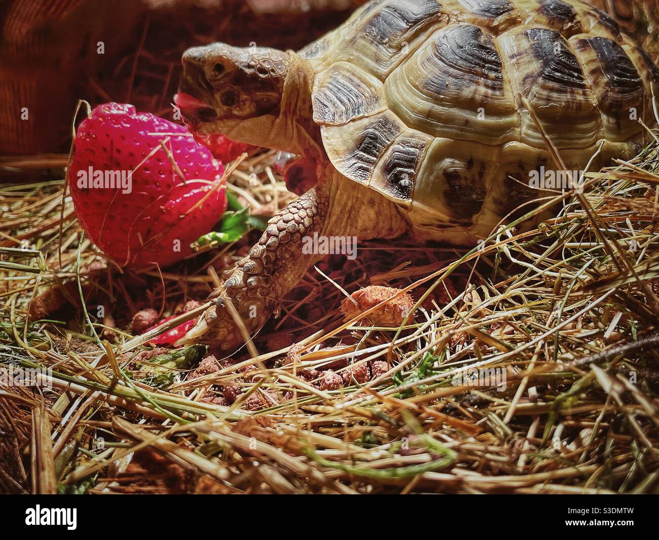 Tortoise treat hi-res stock photography and images - Alamy