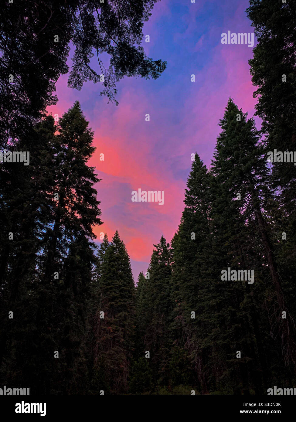 Sunset woods hi-res stock photography and images - Alamy
