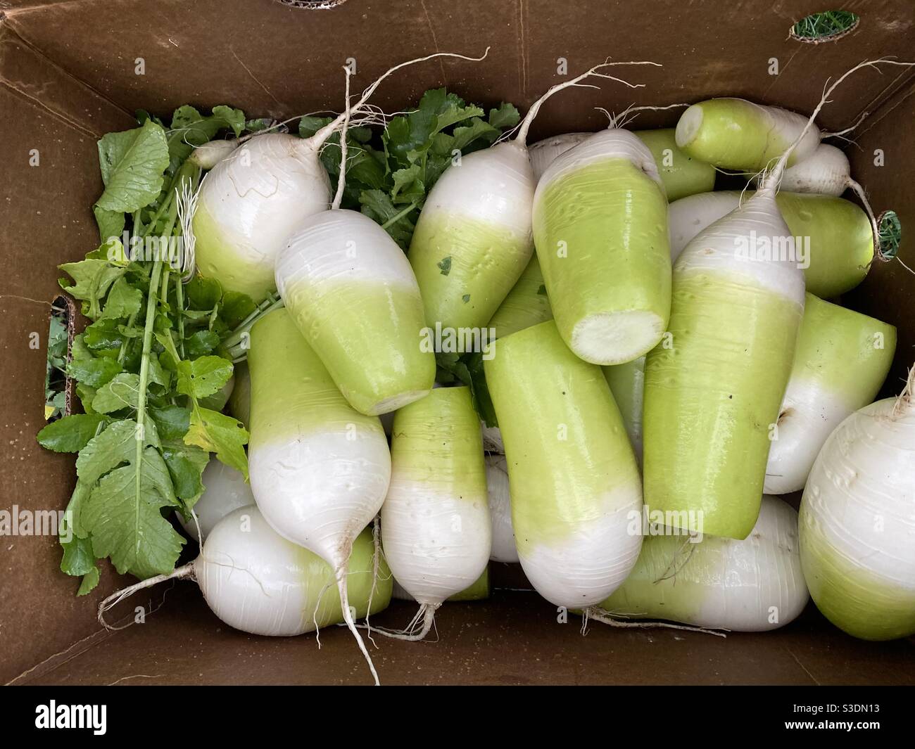 Korean Radish High Resolution Stock Photography and Images - Alamy