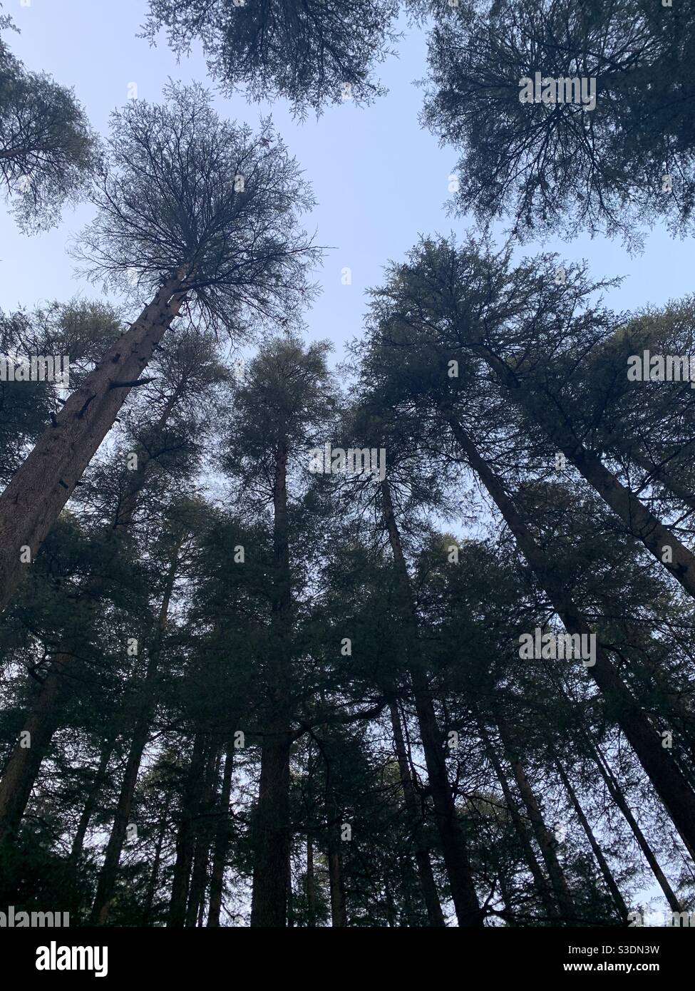 Long trees hi-res stock photography and images - Alamy