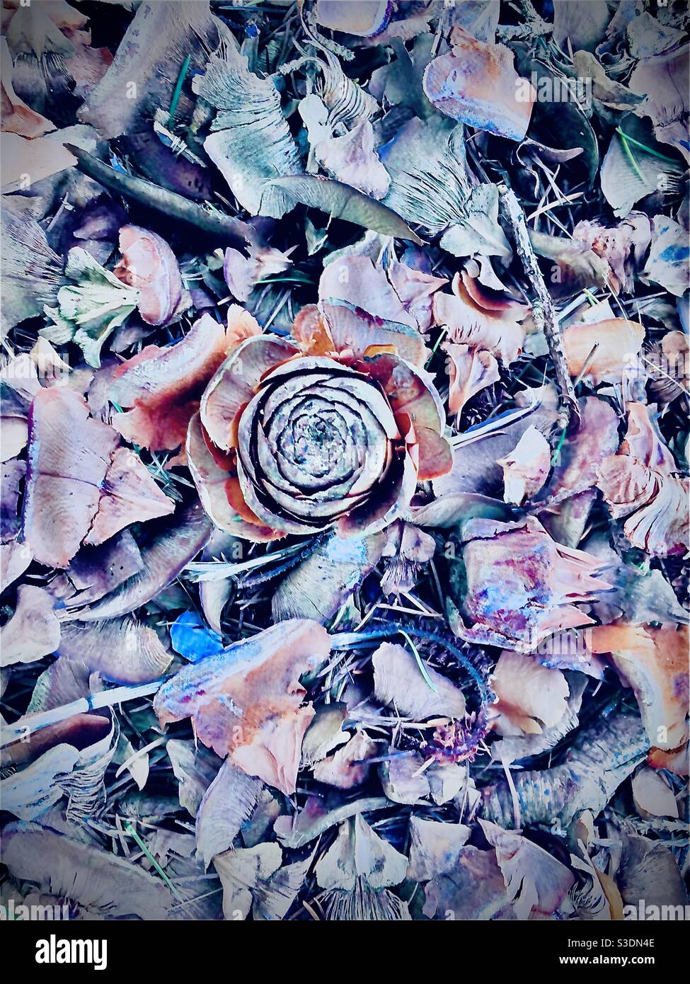 Hidden flower hi-res stock photography and images - Alamy