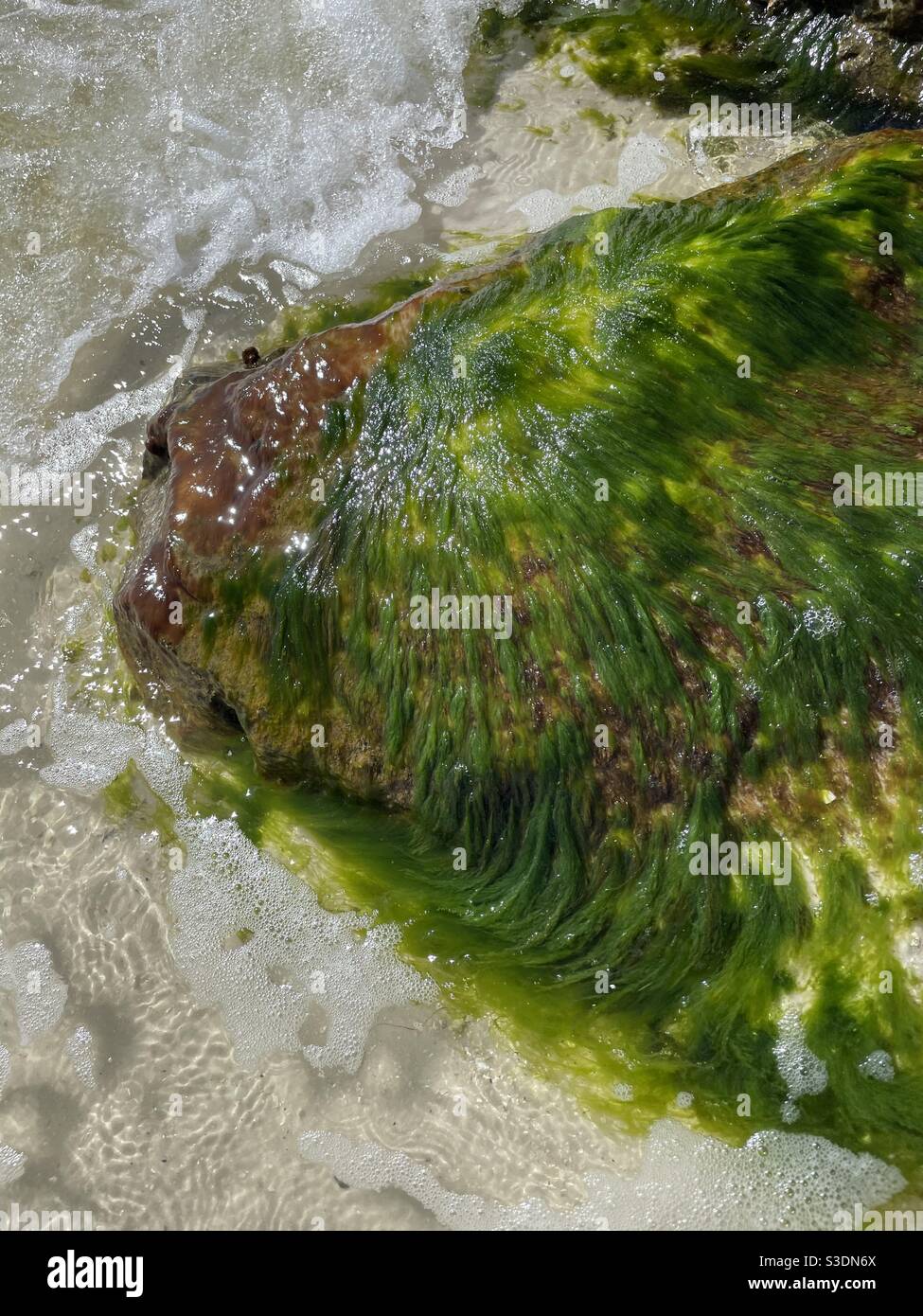 Moss covered jetty rock with ocean water Stock Photo - Alamy