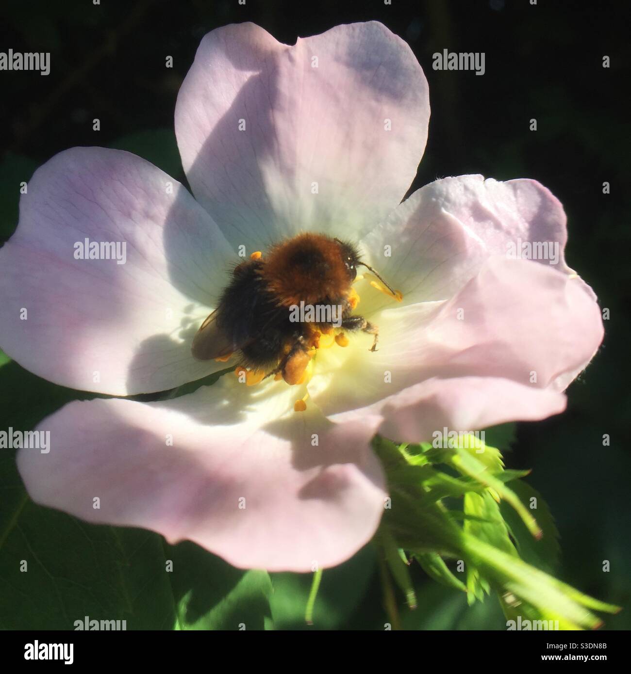 Rose bee hi-res stock photography and images - Alamy