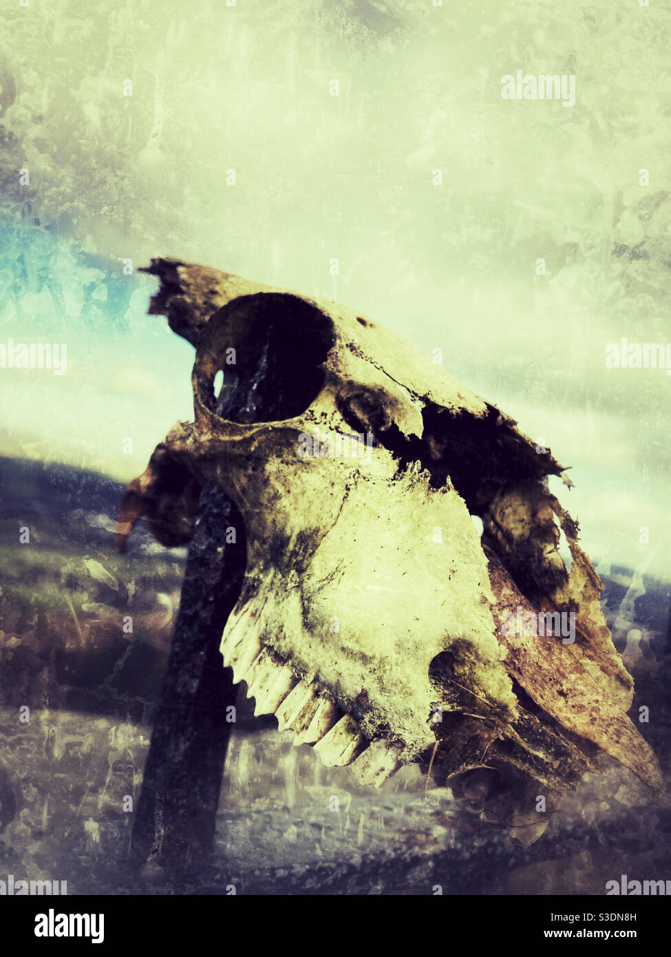 Sheep skull on a railing Stock Photo - Alamy