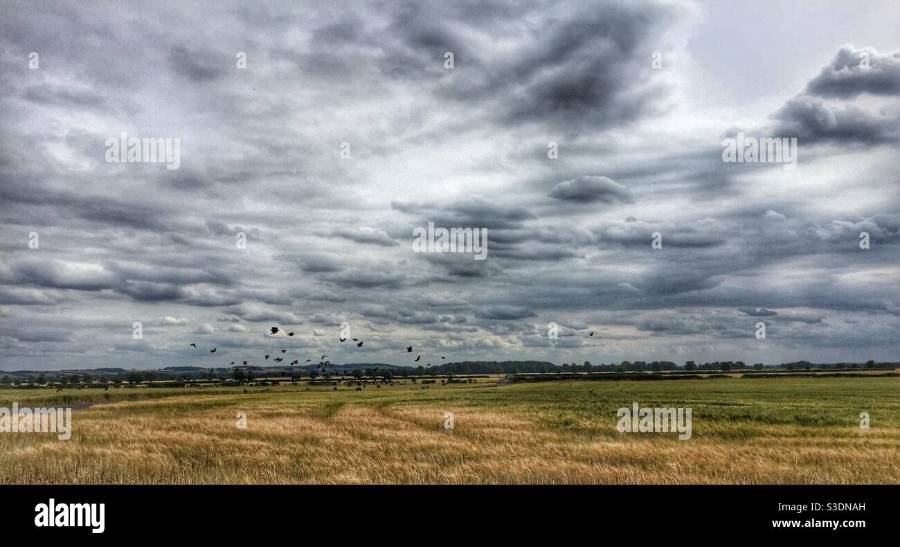 Murder Of Crows High Resolution Stock Photography and Images - Alamy