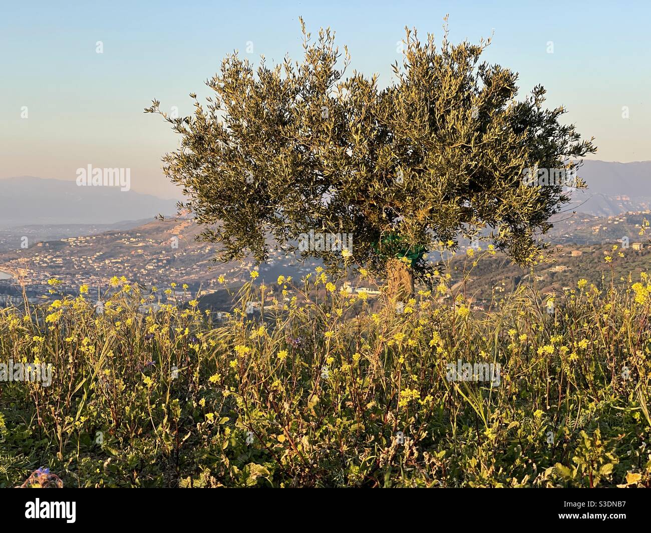 Olive tree, Italy landscape Stock Photo - Alamy