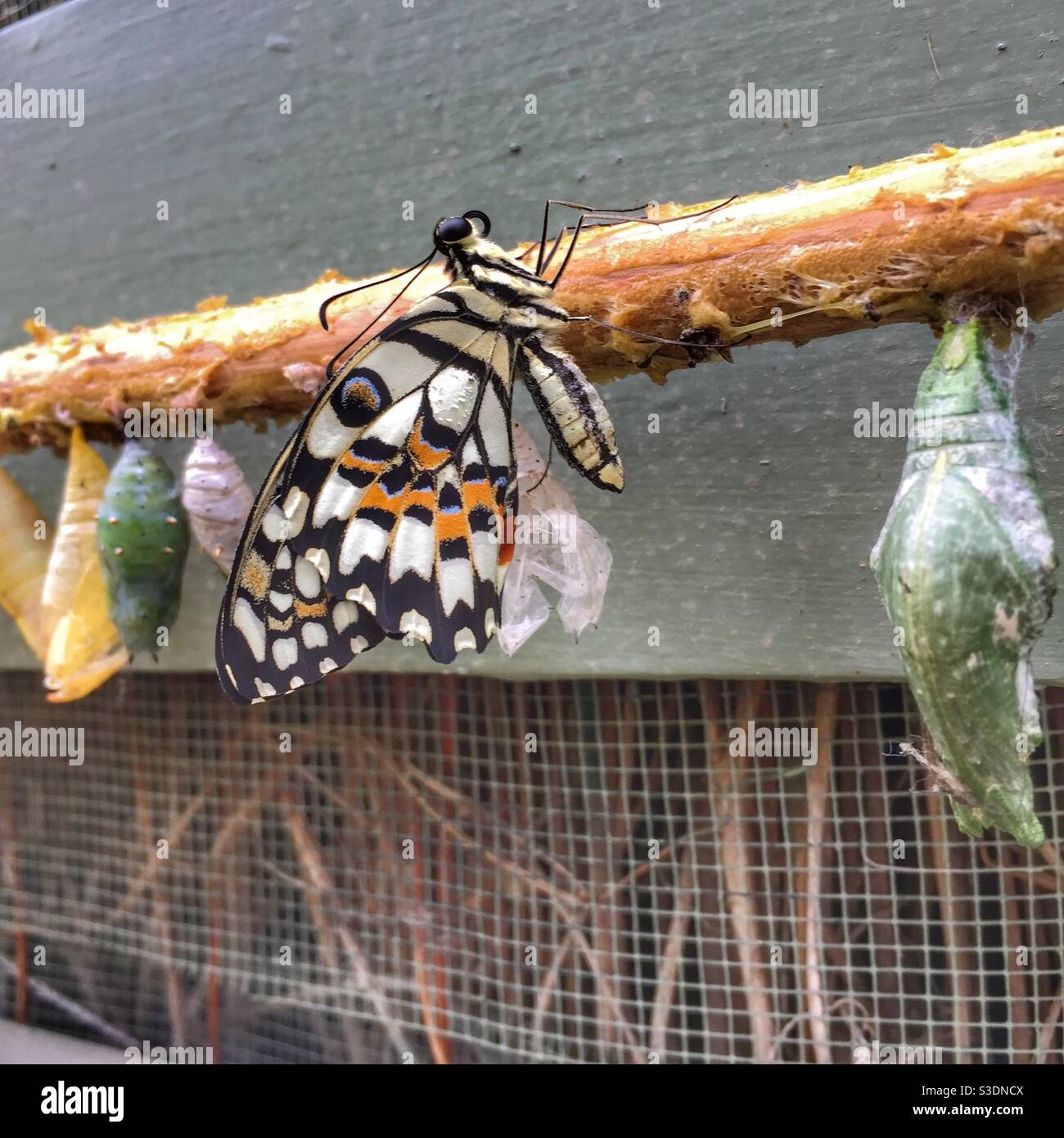 Butterfly and cocoon hi-res stock photography and images - Alamy