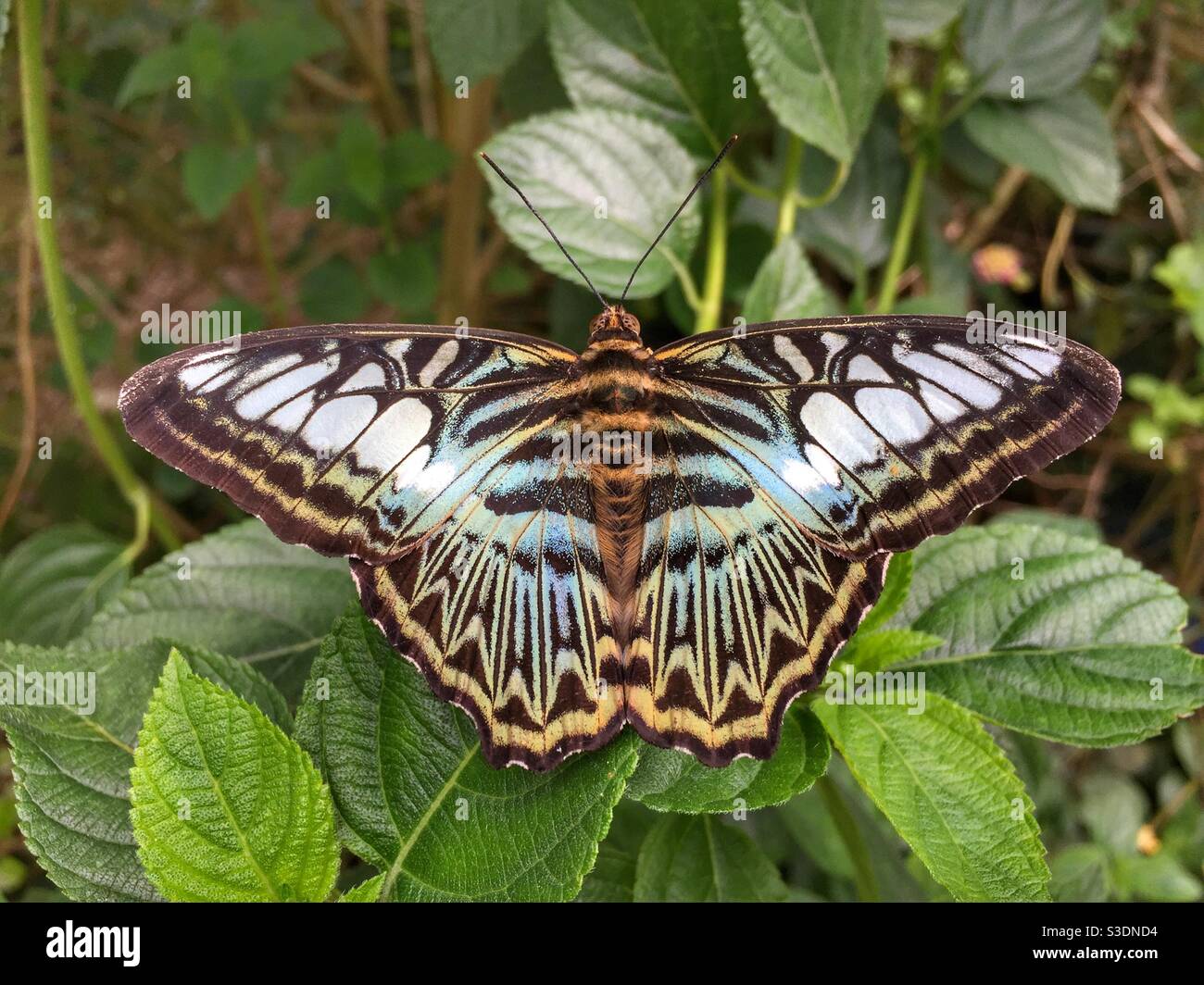 Exotic butterfly hi-res stock photography and images - Alamy