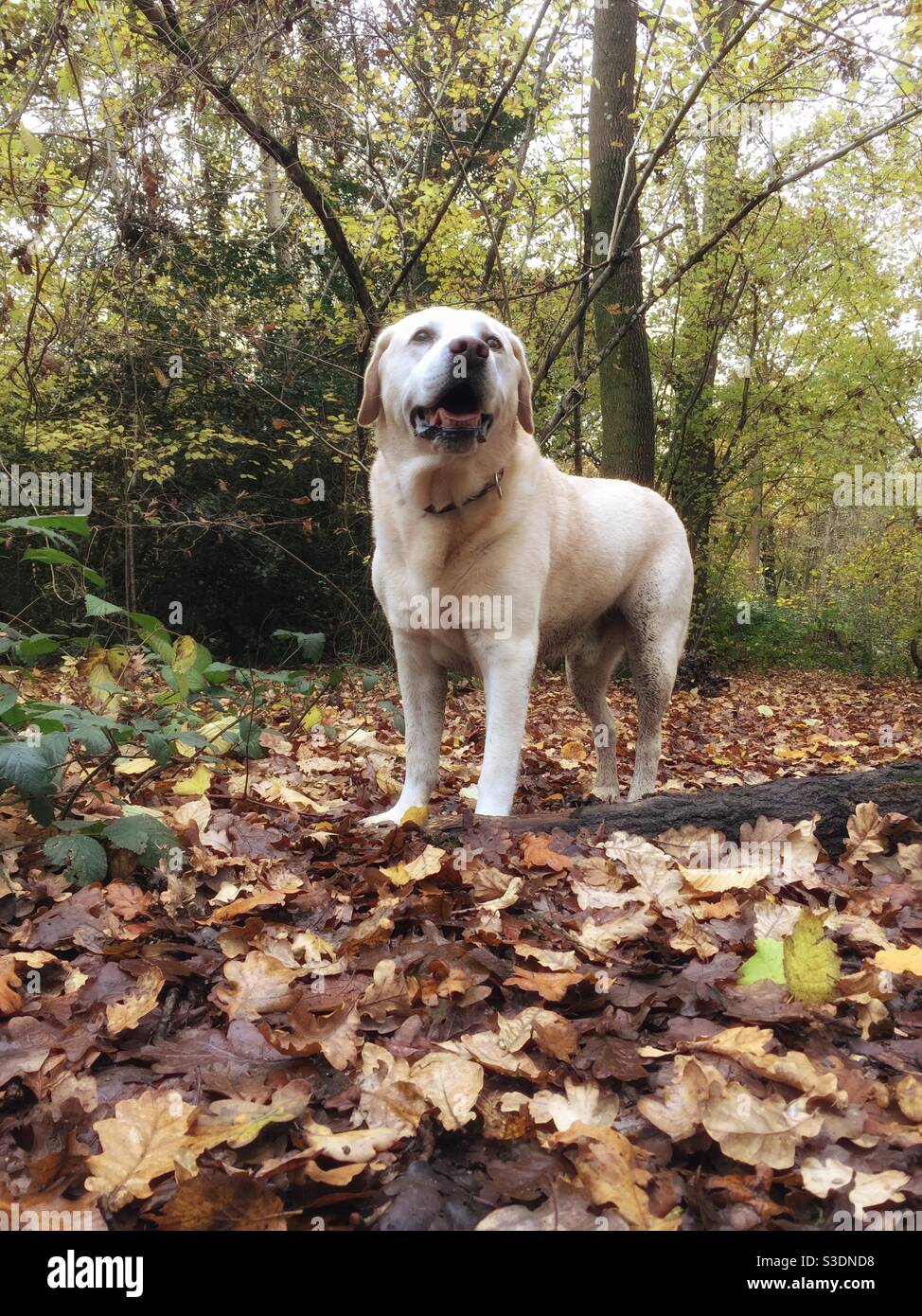 Autumn labrador hi-res stock photography and images - Alamy