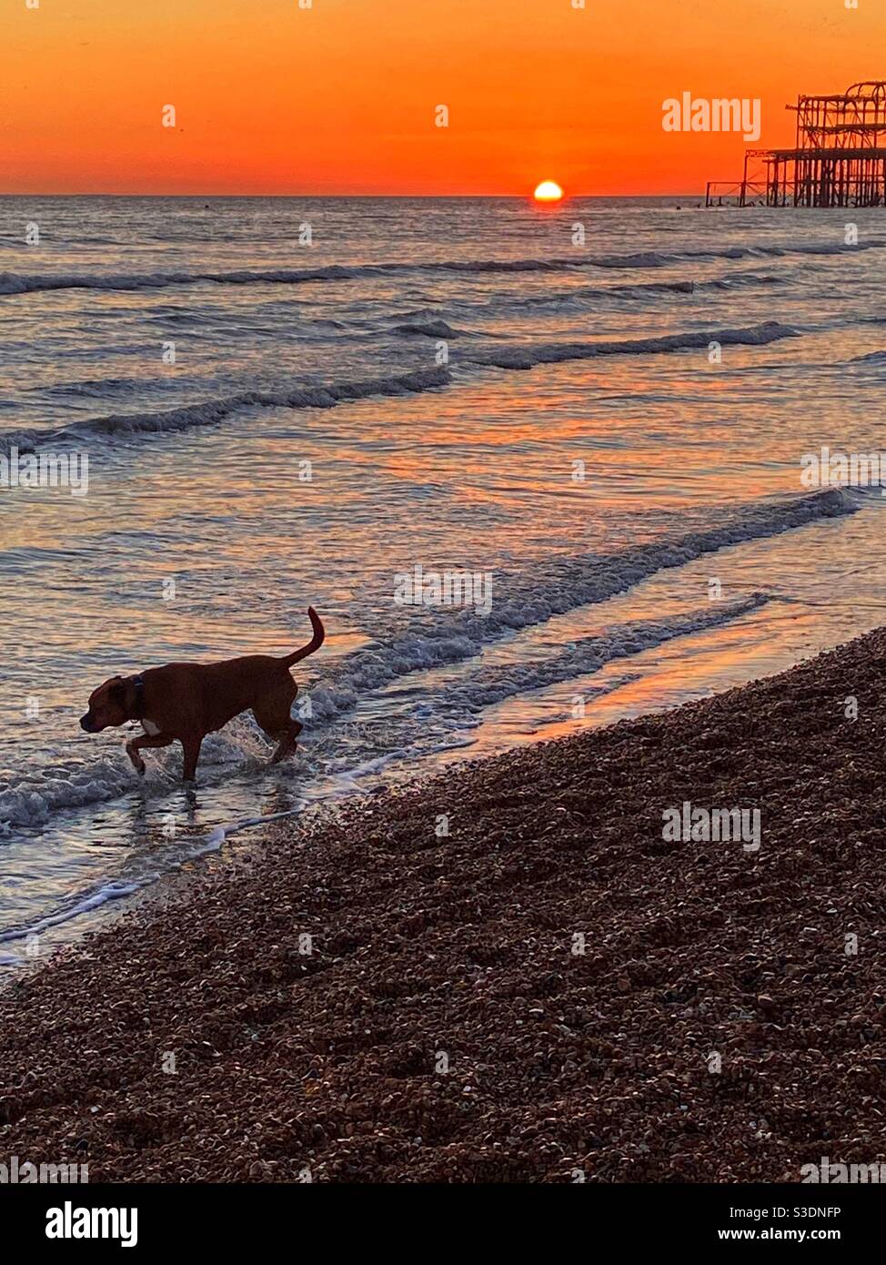 Dog paddling sunset hi-res stock photography and images - Alamy