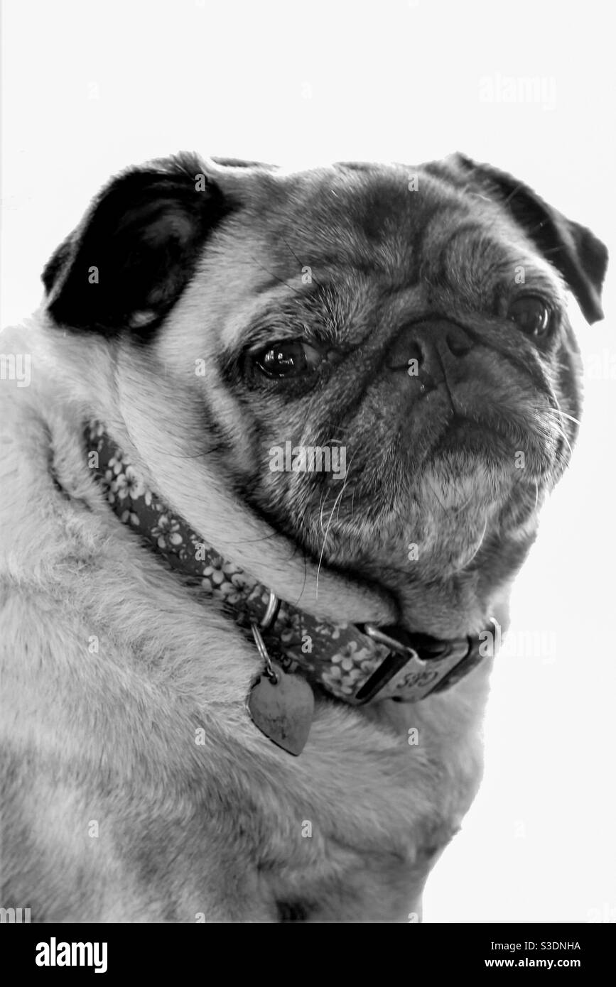 Female pug Black and White Stock Photos & Images - Alamy