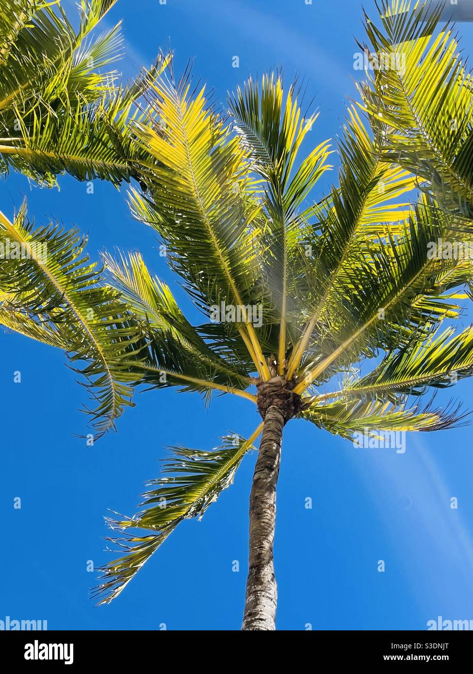 Palm upward view hi-res stock photography and images - Alamy