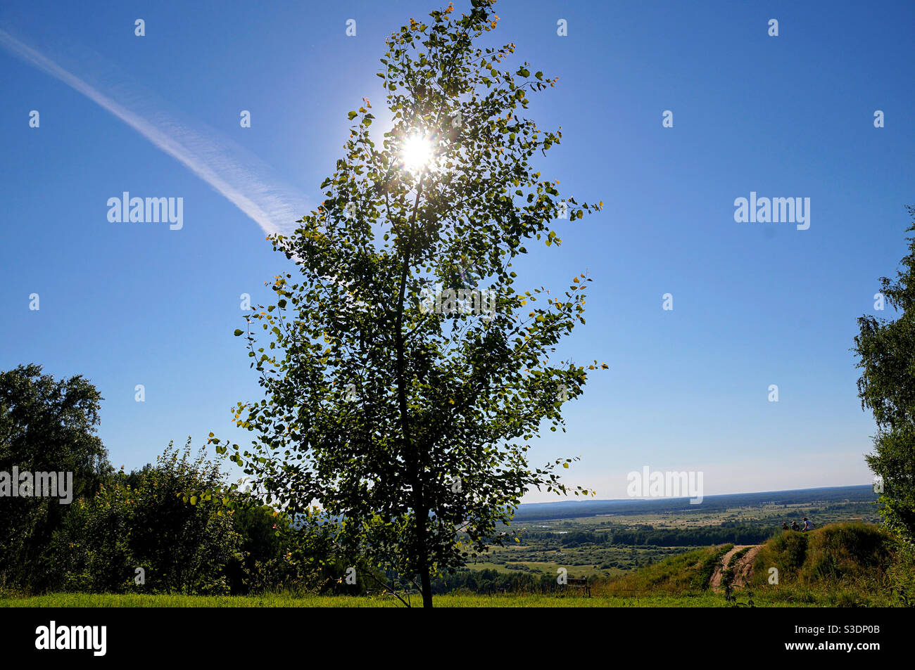Tree sun sky summer landscape Stock Photo - Alamy