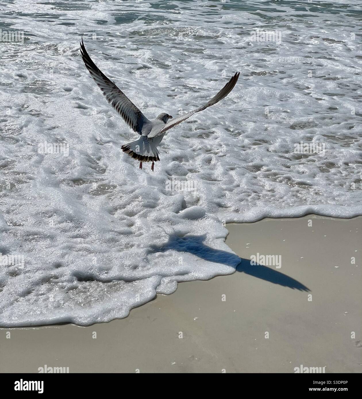 Seagull lifting off from the shoreline with ocean water foam background ...