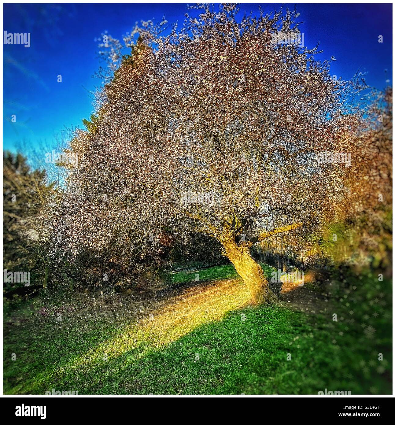 Sunlit tree hi-res stock photography and images - Alamy