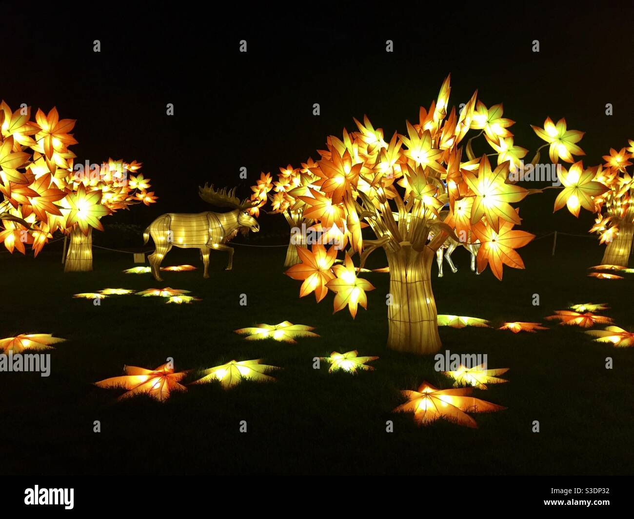 Canadian maple tree hi-res stock photography and images - Alamy