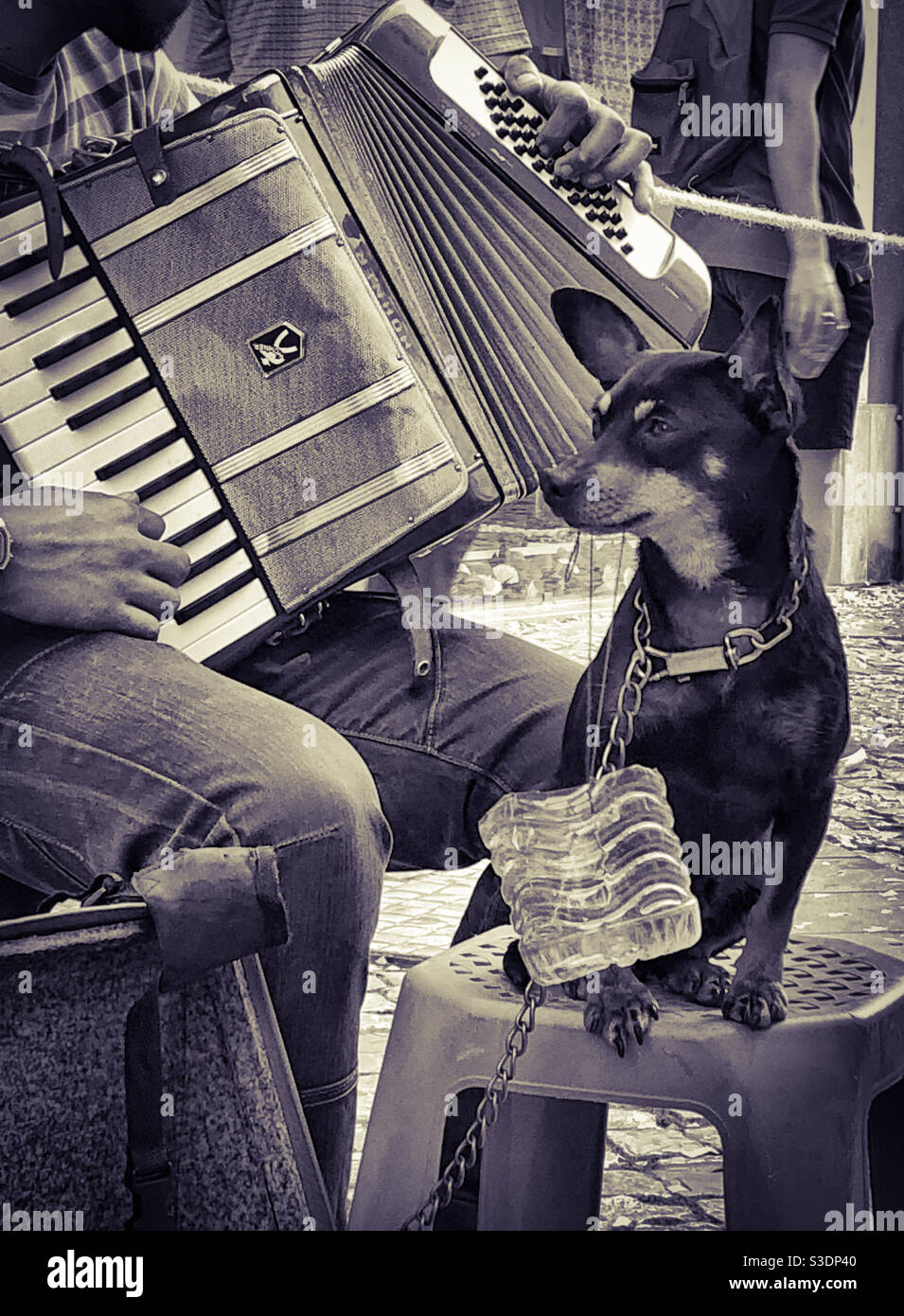 Accordion player and dog in black and white Stock Photo - Alamy