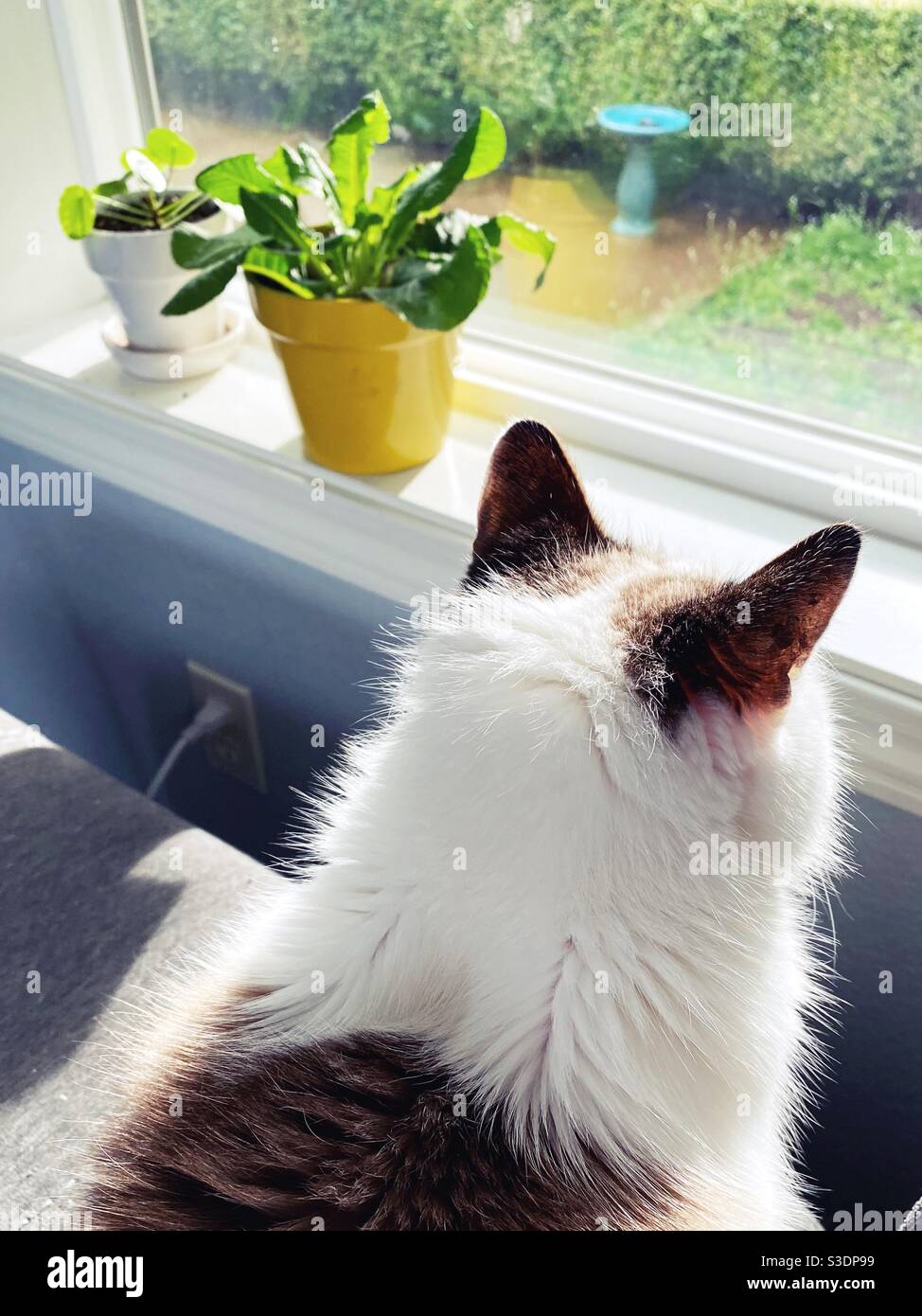 A cat looking out a window Stock Photo - Alamy