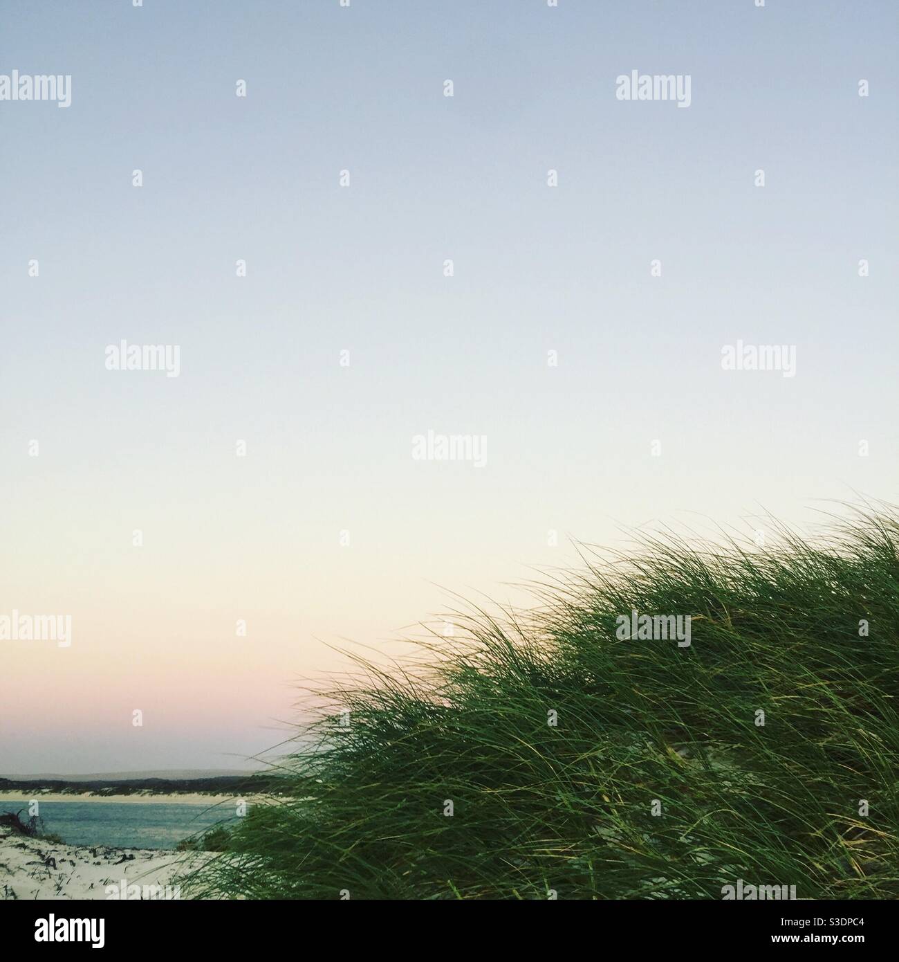 Pink sunset over beach and green grass. Beach and greenery Stock Photo ...