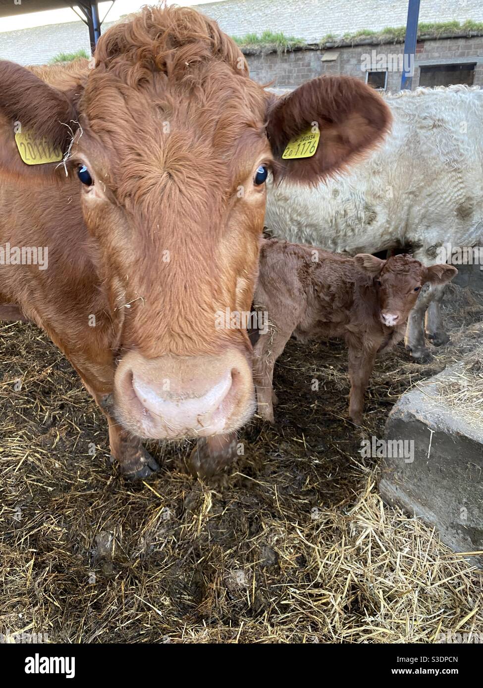 Calf farm hi-res stock photography and images - Alamy