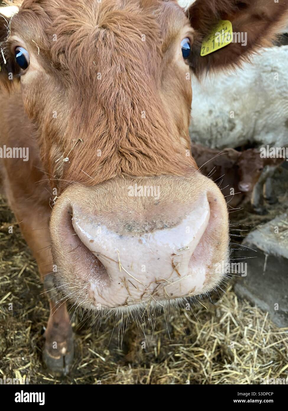 Calf nose hi-res stock photography and images - Alamy
