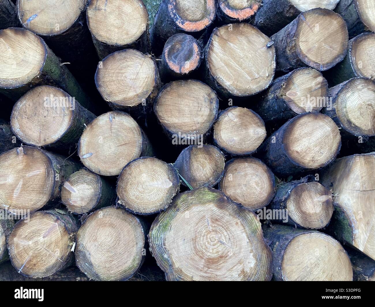 Fur tree logs hi-res stock photography and images - Alamy