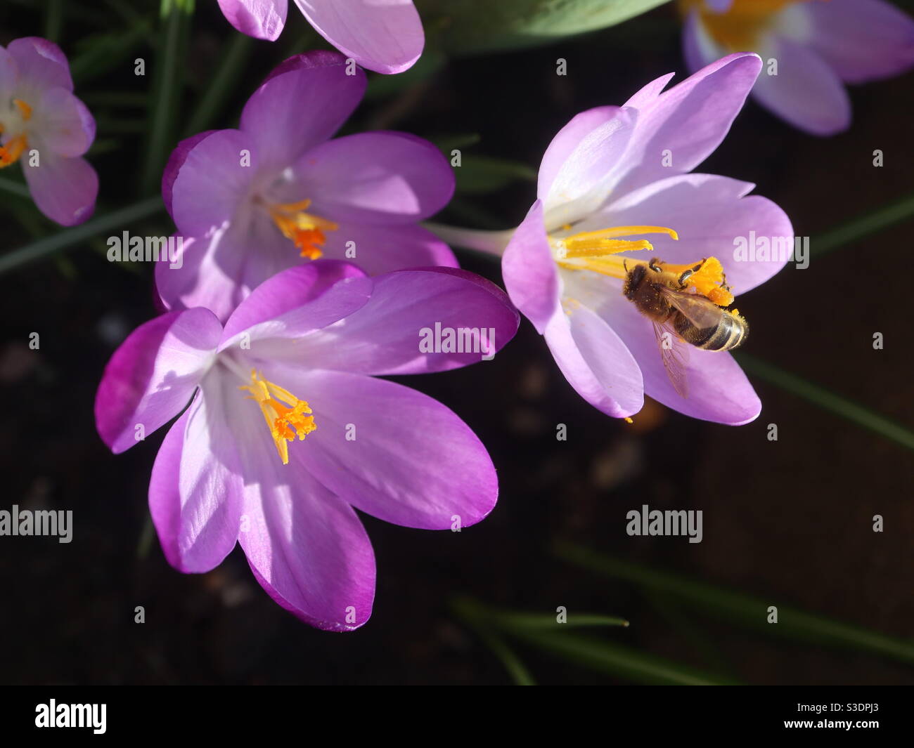 Sunshine on the crocus hi-res stock photography and images - Alamy