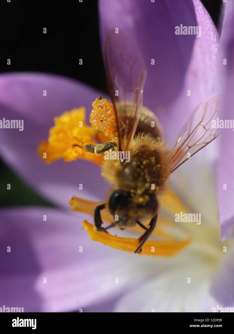 Honey Bee having lunch Stock Photo - Alamy